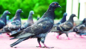 Control y manejo de Palomas en Barranquilla